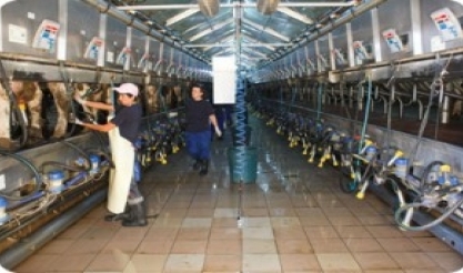 Ce dezastru au lăsat în România israelienii de la Tnuva - Economica.net