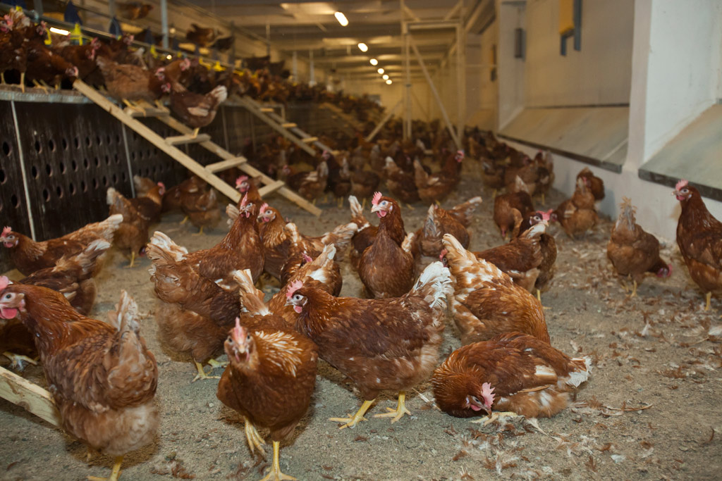 Libanezii de la Agrisol vor toate acţiunile fabricii Toneli Nutrition ...