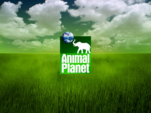 UPC a anunţat că va difuza televiziunea Animal Planet HD, în premieră ...