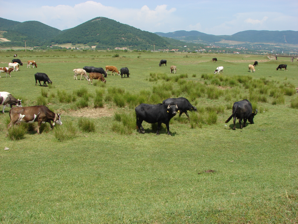 Cum se fac averi din pajiştile nepăscute - Economica.net