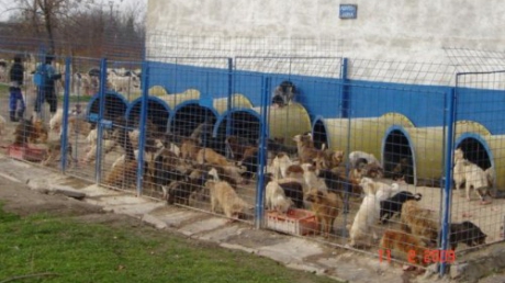 Taxă de 170 de lei pentru adopţia unui câine din adăposturile Primăriei ...