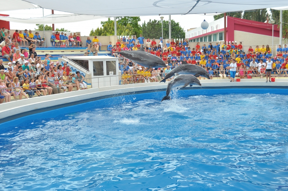 Se modernizează Delfinariul din Constanţa - Economica.net