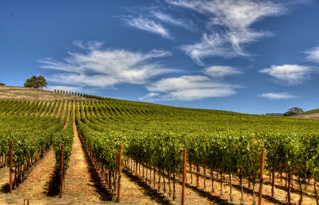 Câţi turişti atrag viile producătorilor de vin din România - Economica.net