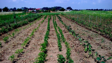 Fermierul român e la mila naturii. Doar 20% din suprafața cultivată e ...