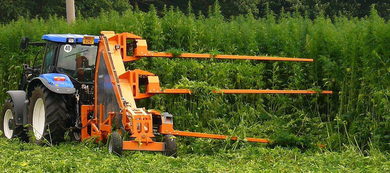 ”Fibra de aur a României” redevine de interes. Ministerul Agriculturi ...