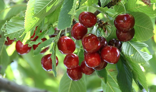 Cireşele româneşti ajung în pieţe după 15 mai. Producţia din acest an ...