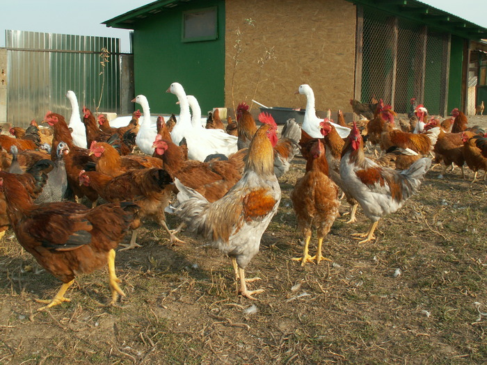 UCPR: În România, doar 14,7% dintre găinile ouătoare sunt crescute în ...