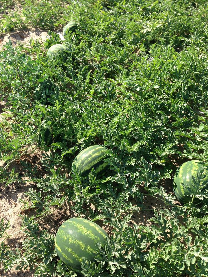 Pepenii româneşti au ajuns în pieţe. Pleacă din câmp şi cu 60 de bani ...