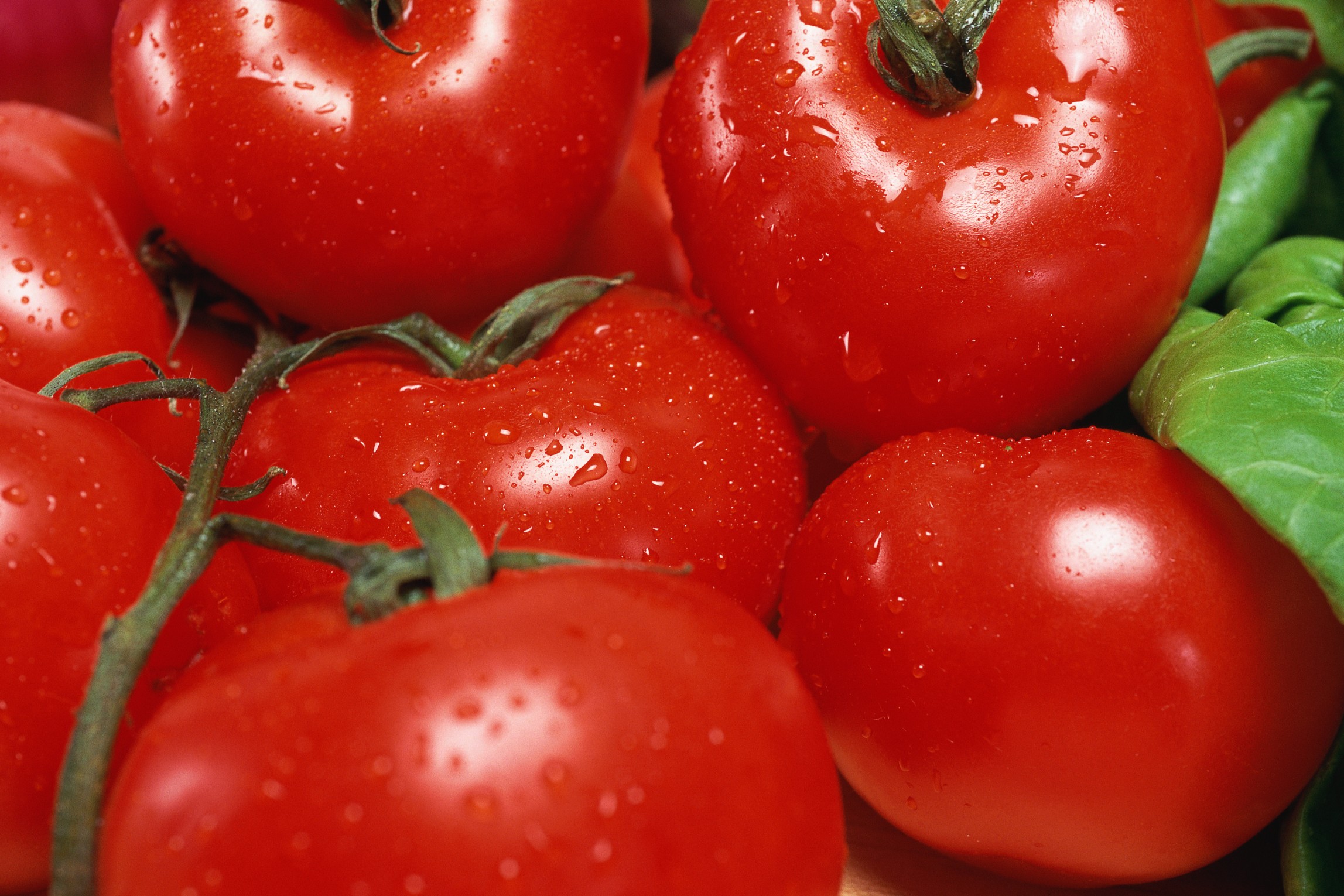 Un celebru soi românesc de roşii, creat în anii '80, va ajunge în ...