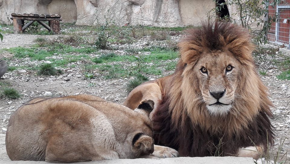 Safari în România. Vizitatorii Zoo Braşov vor putea călători cu ...