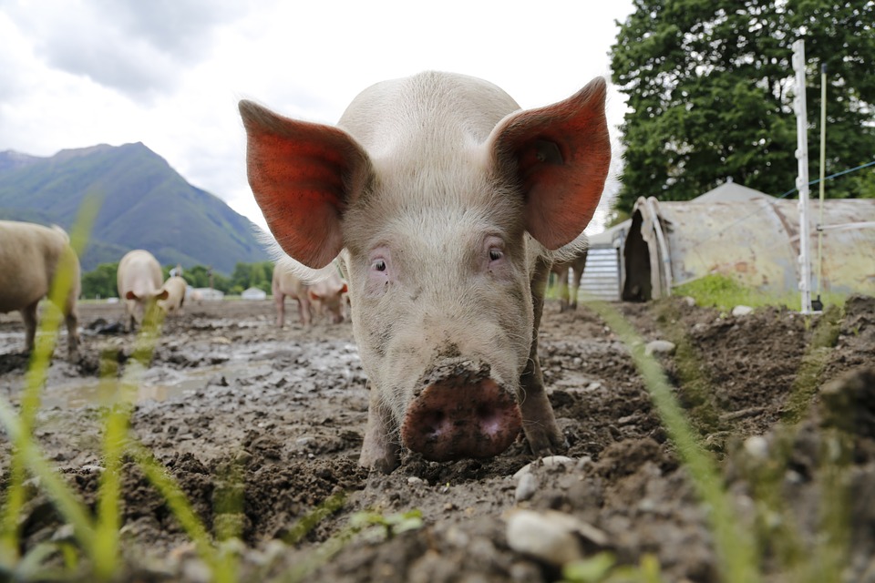 Se anunţă scumpiri masive la carnea de porc: preţul la poarta fermei a ...