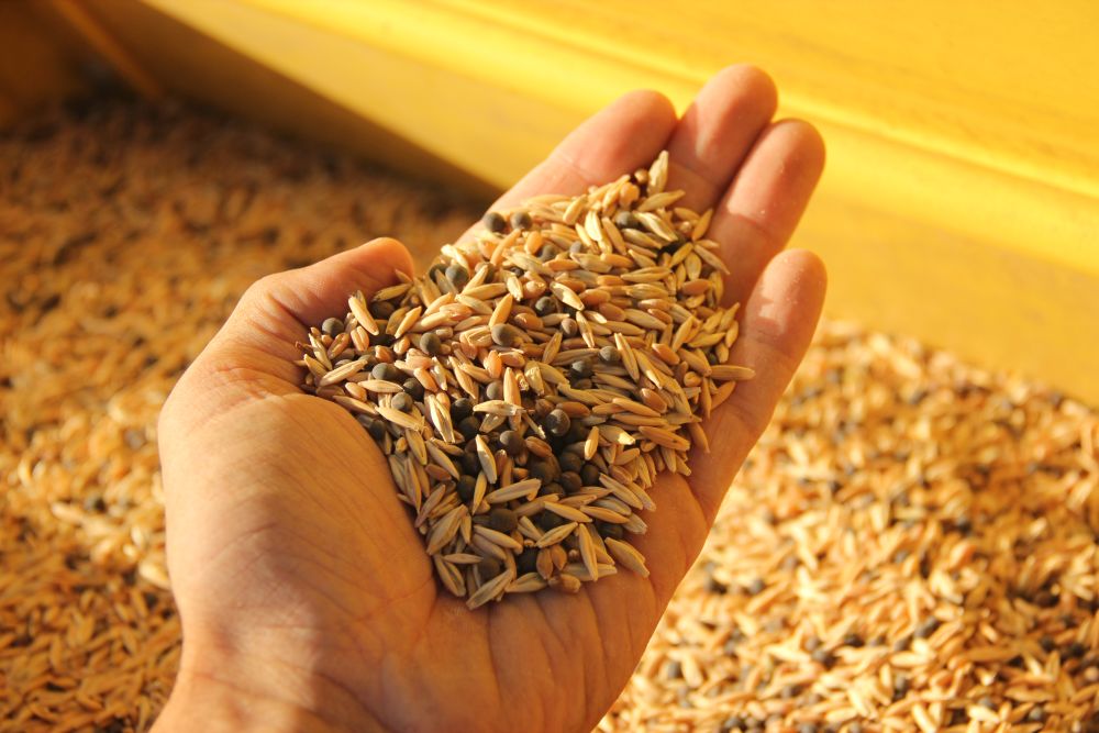 Orzul de calitate pentru bere ajunge să fie dat la porci, din cauza ...