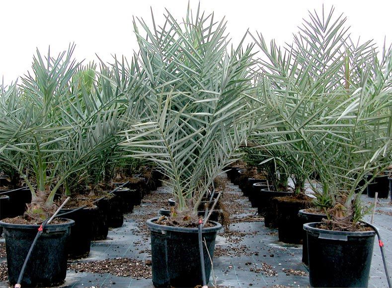 Curmalul chinezesc, unul din cele peste 20 de soiuri exotice ...