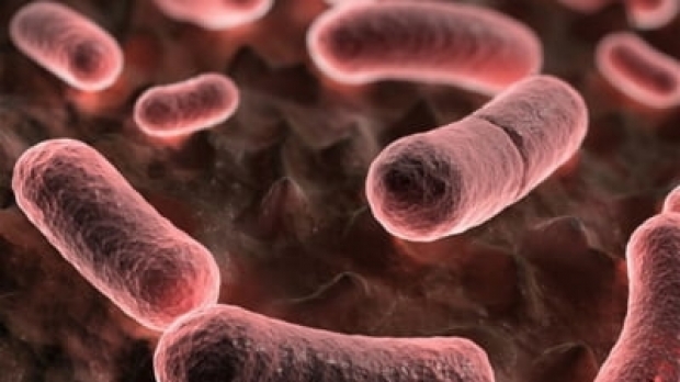 SUA - O veveriţă, testată pozitiv cu ciumă bubonică în statul Colorado ...