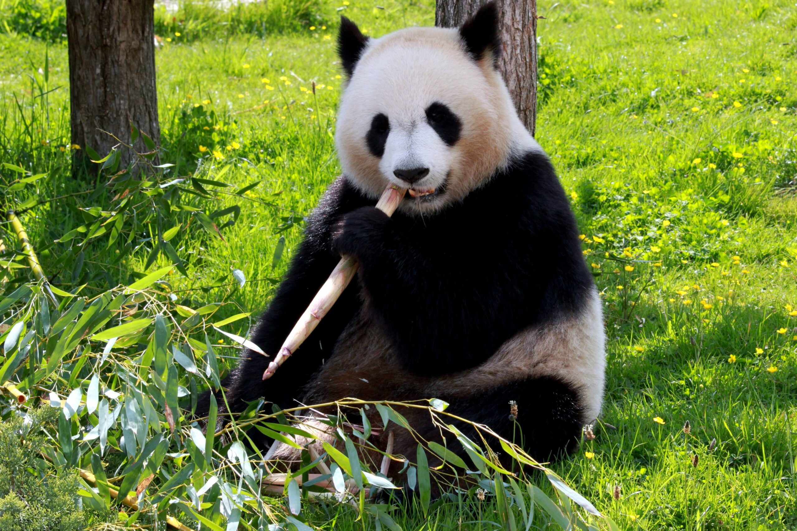 Ursul panda nu mai e o specie pe cale de dispariție, ci vulnerabilă