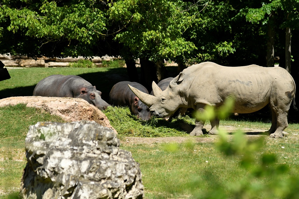 Cel mai bătrân rinocer alb din lume a murit într-o grădină zoologică ...