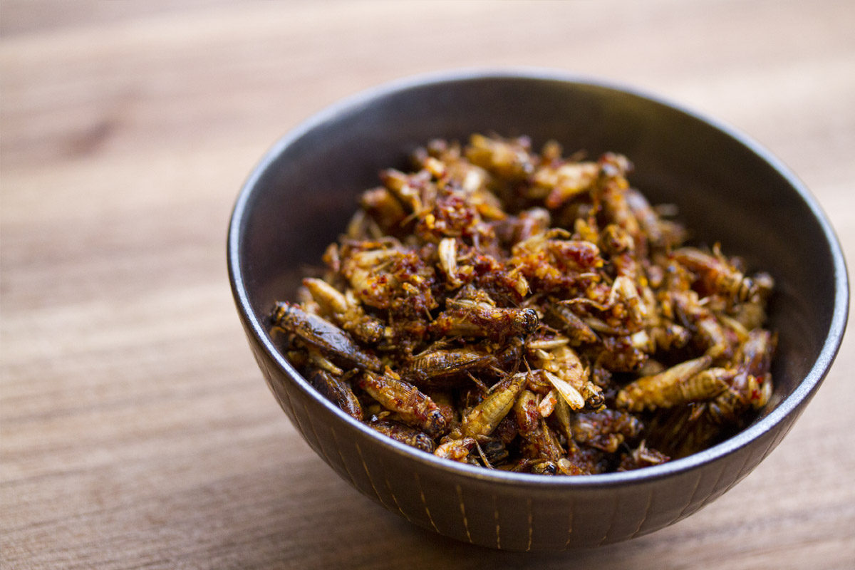 Greierele de casă, a treia insectă autorizată ca ingredient alimentar ...