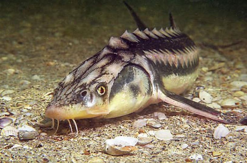 O specie de sturion a dispărut din Dunăre. Cega şi nisetrul, ameninţate ...