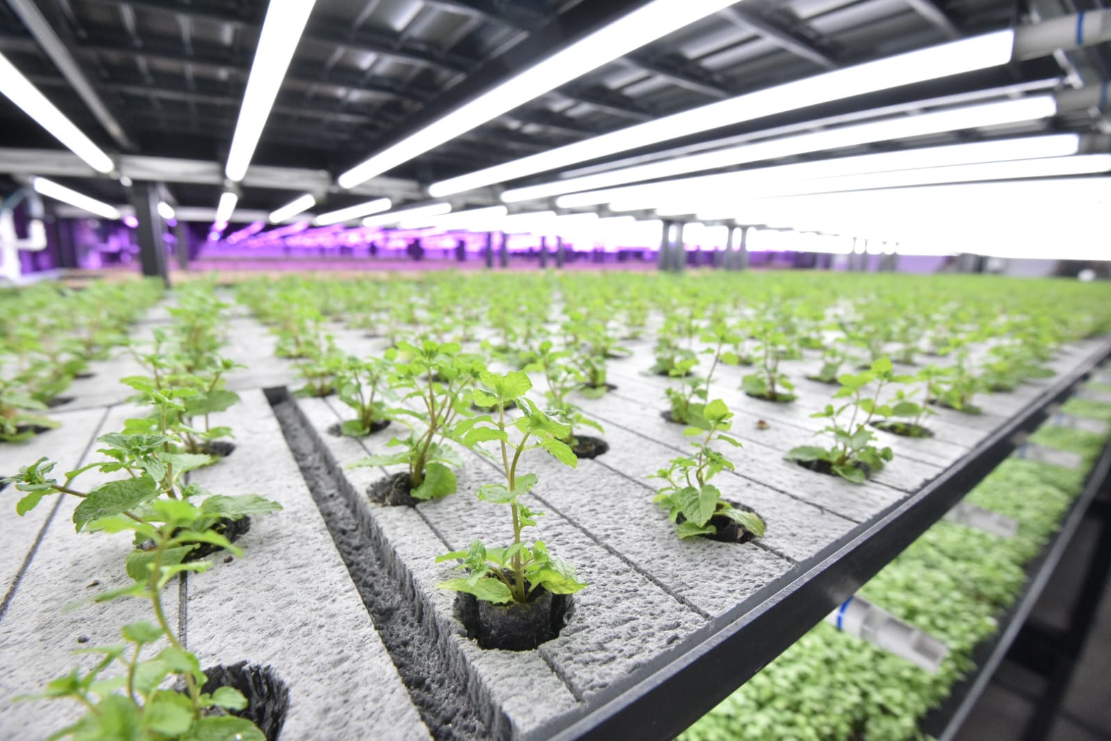 De la producător de microplante în sere verticale la producător de ...