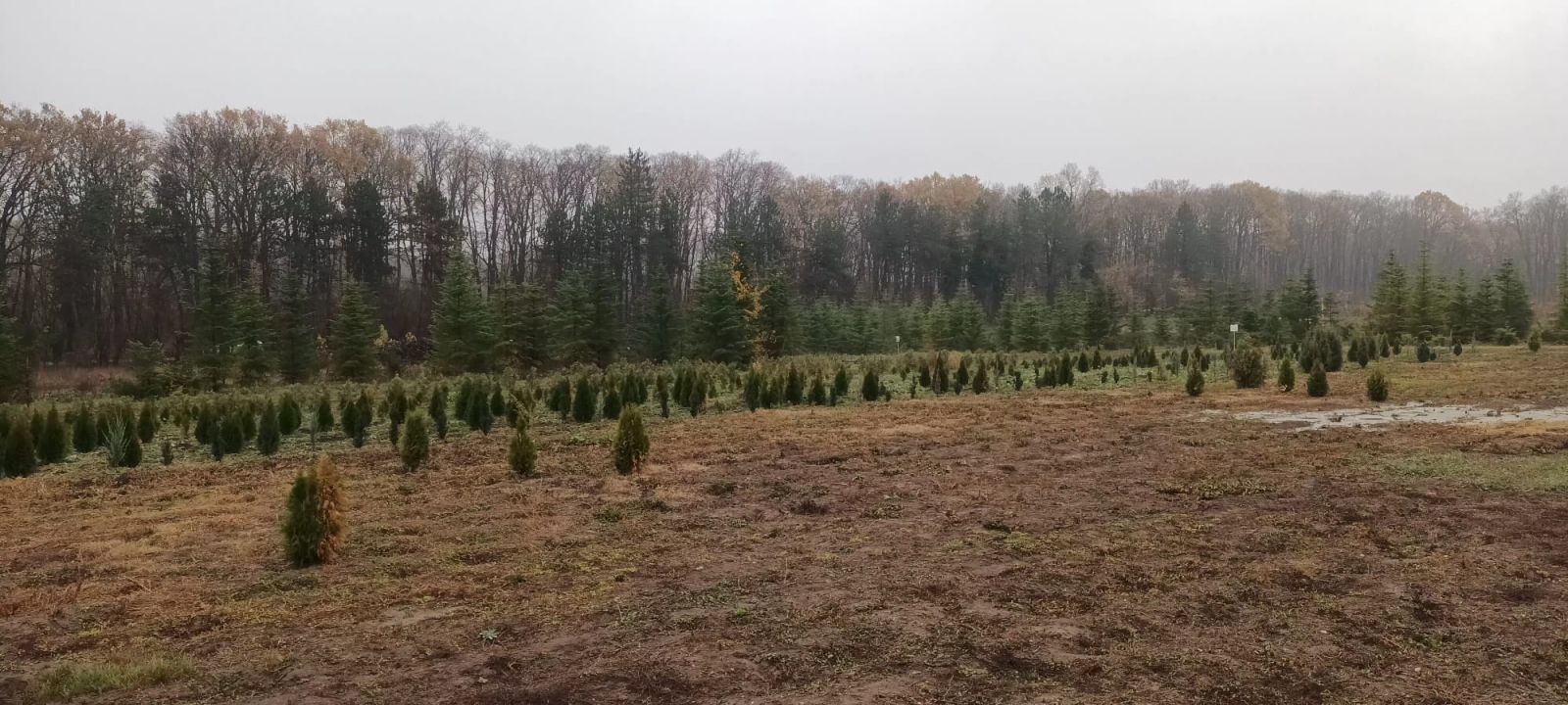 Romsilva este împotriva demersului Guvernului prin care activităţile ...