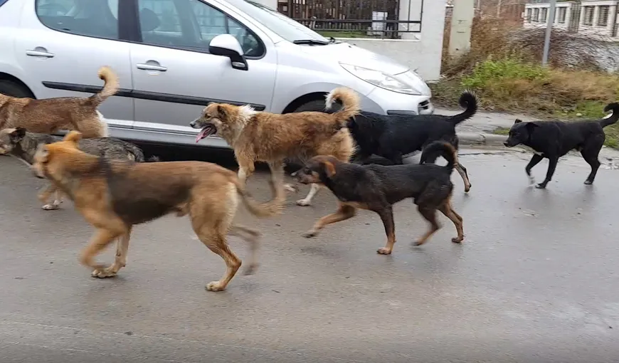 Mai mulți stăpâni de câini, obligați să facă "RCA" pentru animal. Cât ...