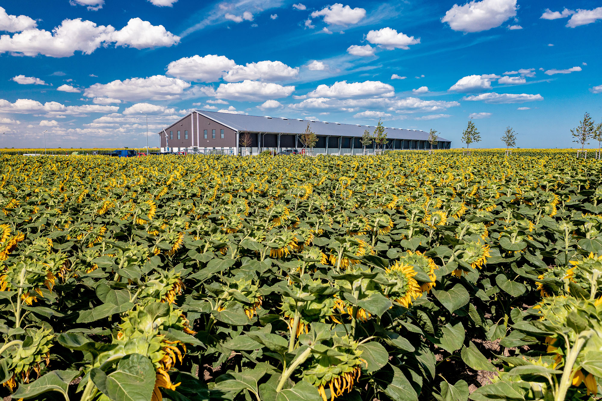 Tranzacție de 10 milioane de euro pe piața terenurilor. Grupul danez JD ...