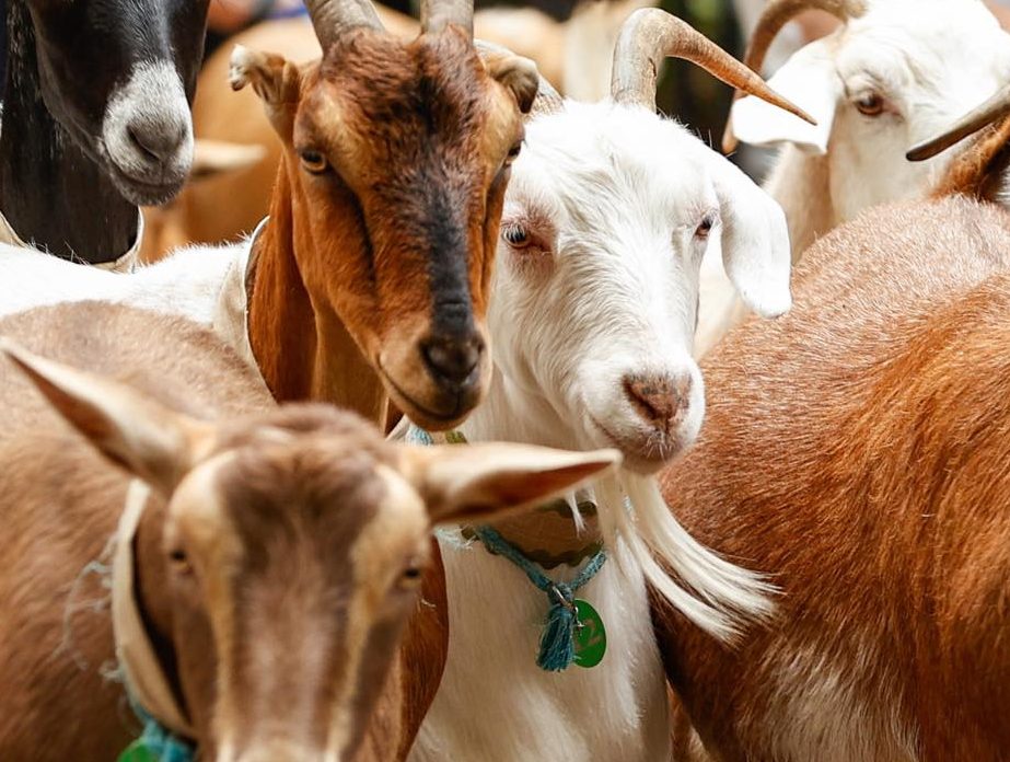 Efectivele de animale din Uniunea Europeană au scăzut în 2023 - date ...