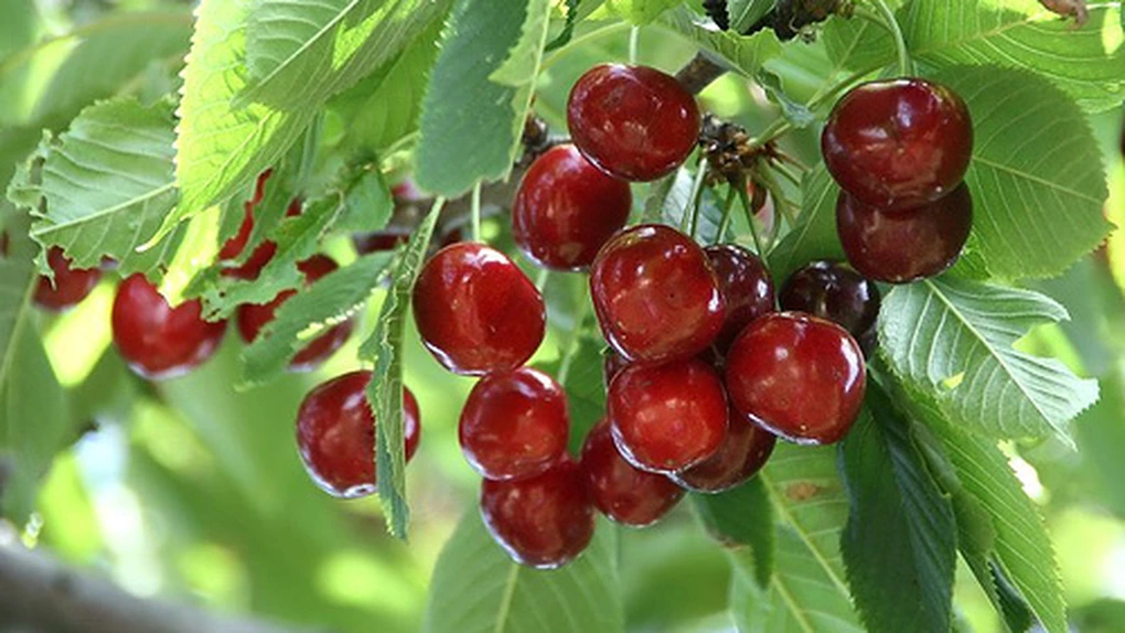 Anul acesta nu vor fi cireșe de mai din România - asociație a ...