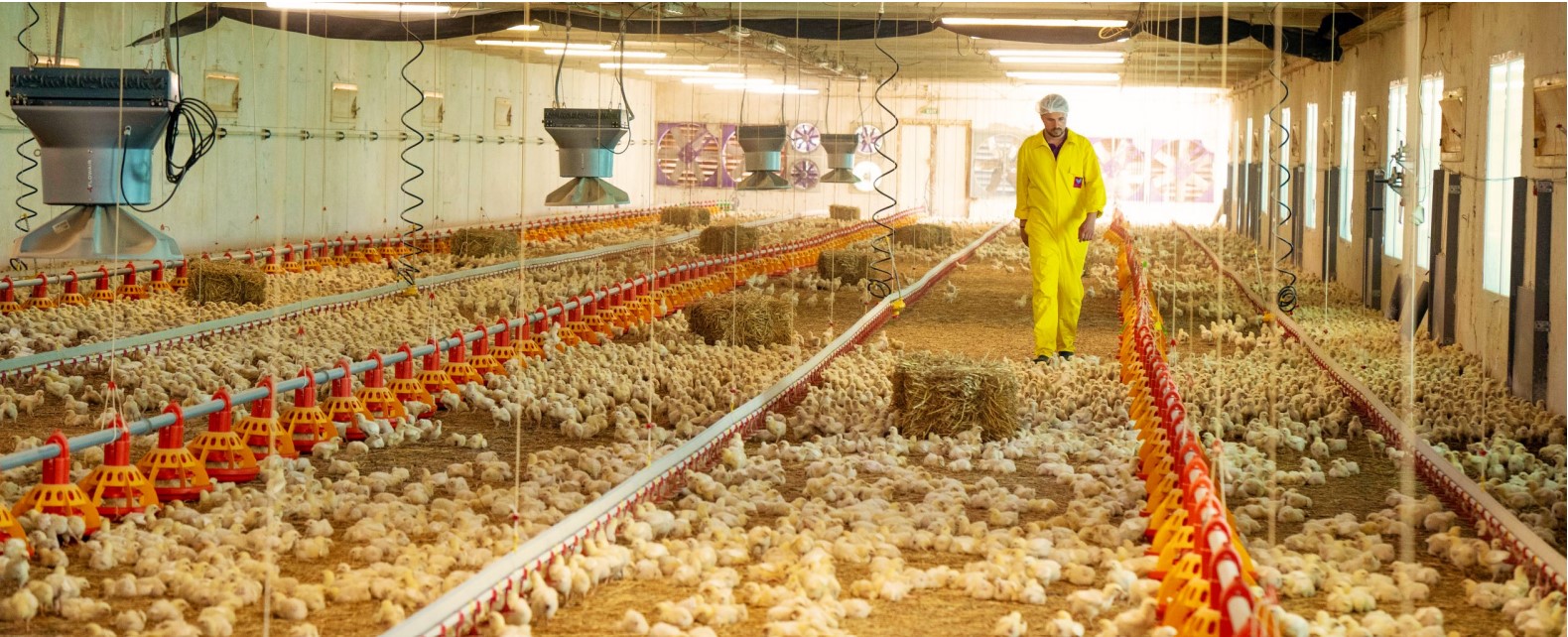 Ce afaceri face unul dintre furnizorii de pui KFC. Grupul Safir trimite ...