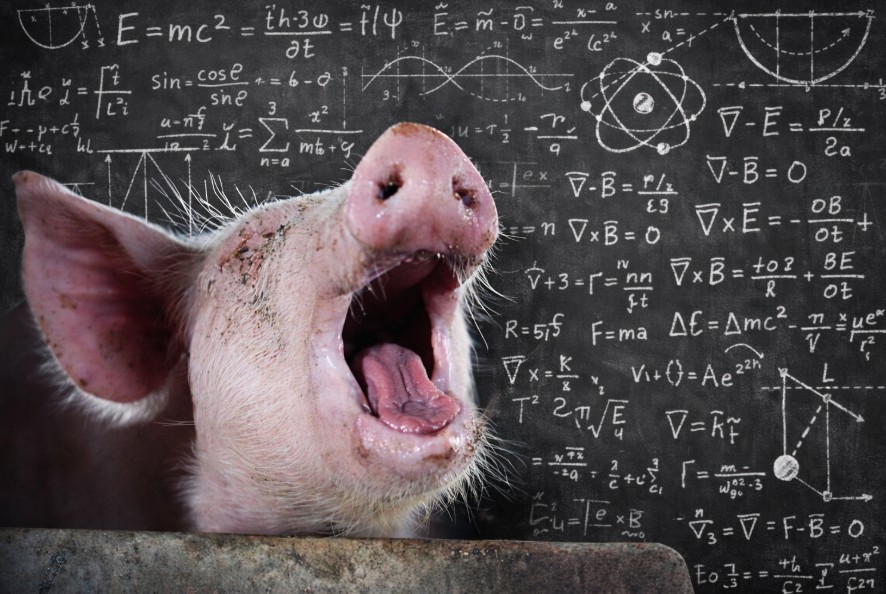 Paradoxul porcului românesc - Preţul cărnii de porc la poarta fermei ...